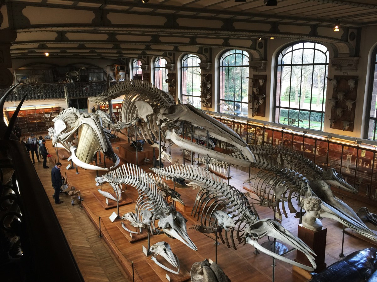 Paris: Whales, Dinosaurs, Ammonites! – My French Quest