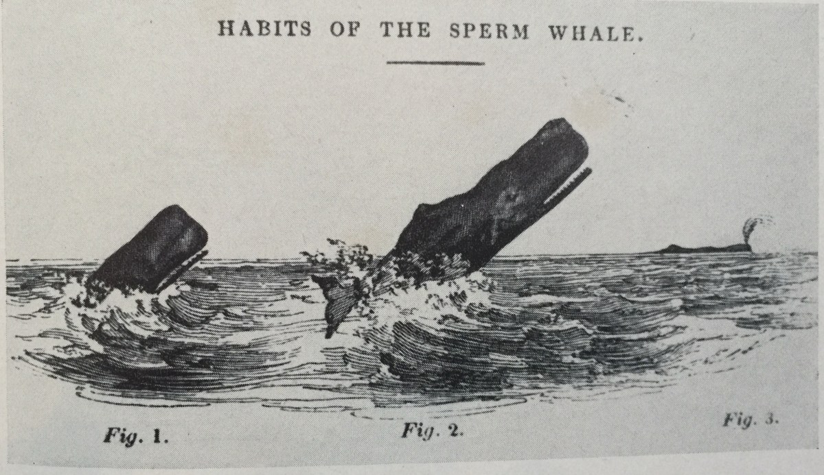 The Quest for Moby Dick: the Philosophical View of Whales – My French Quest
